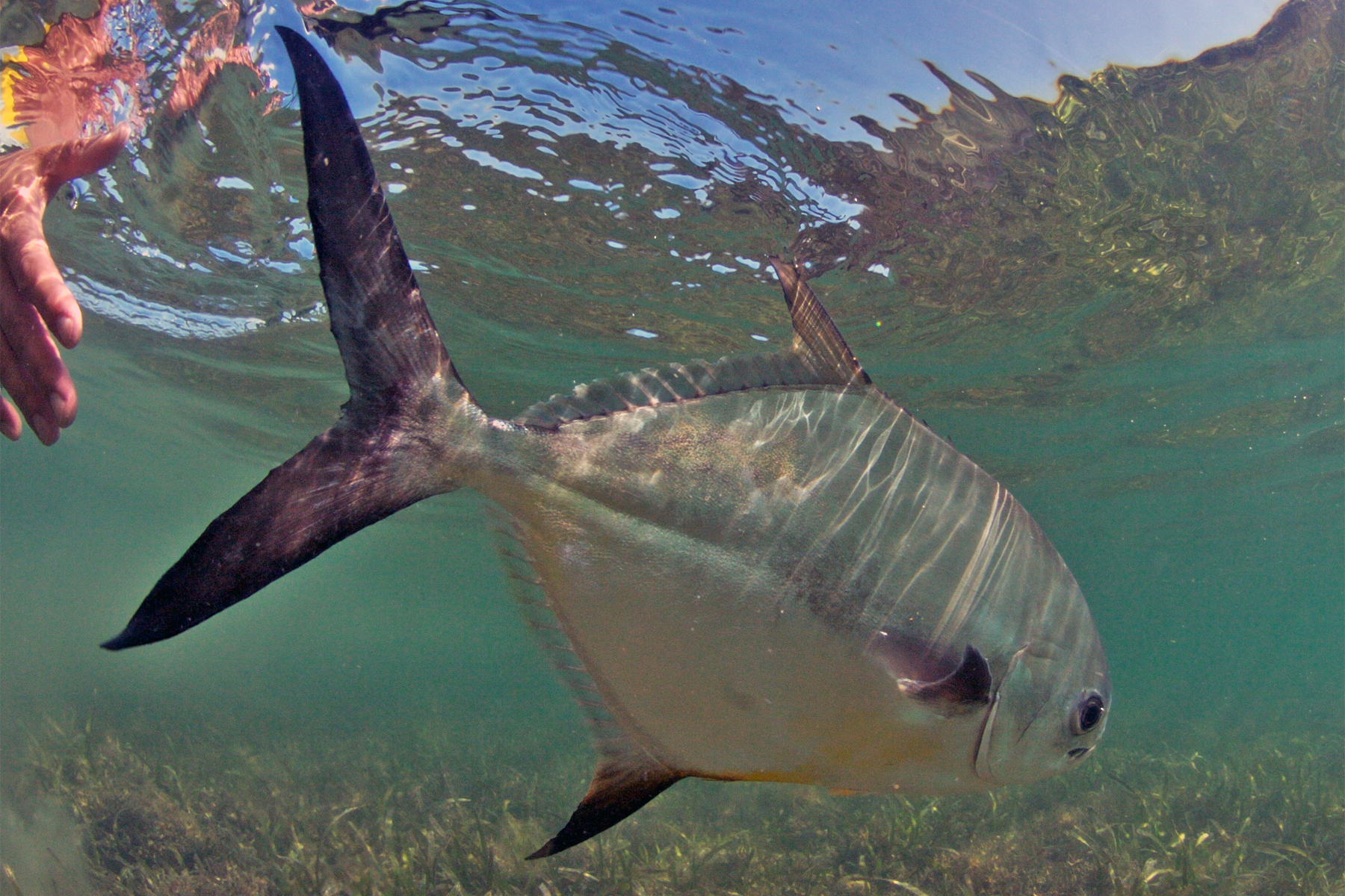 Permit Fly Fishing - Permit Fly Fishing Lodges