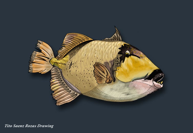 Fly Fishing Species - THE FLY SHOP®