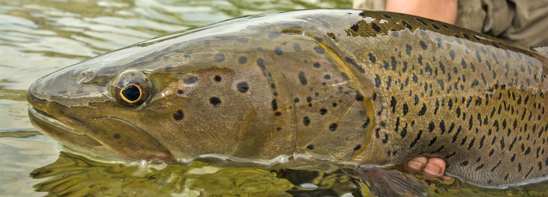 Taimen Fly Fishing - Taimen Fly Fishing Lodges