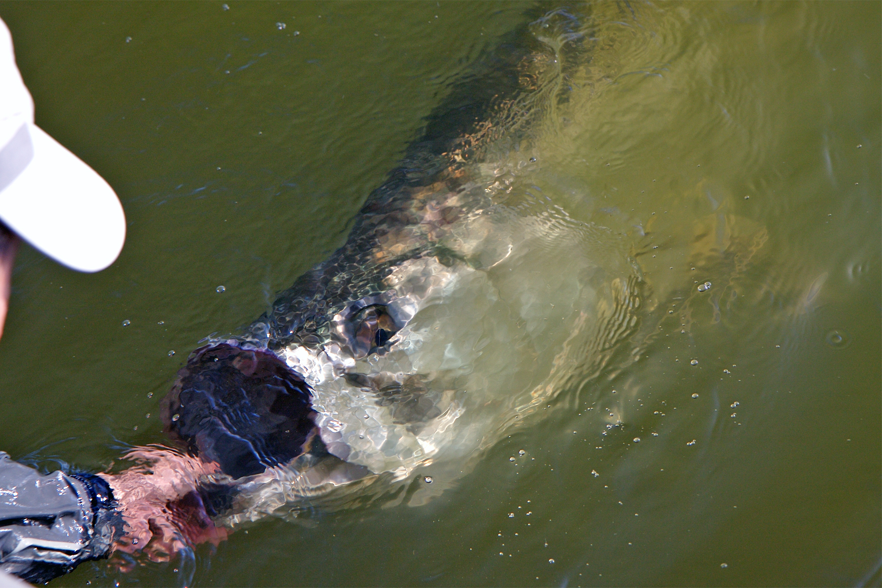 Tarpon Fly Fishing - Tarpon Fly Fishing Lodges